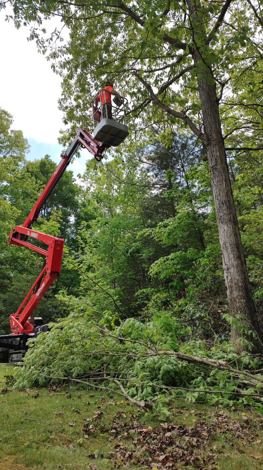 Southern Maryland Tree Service Professionals